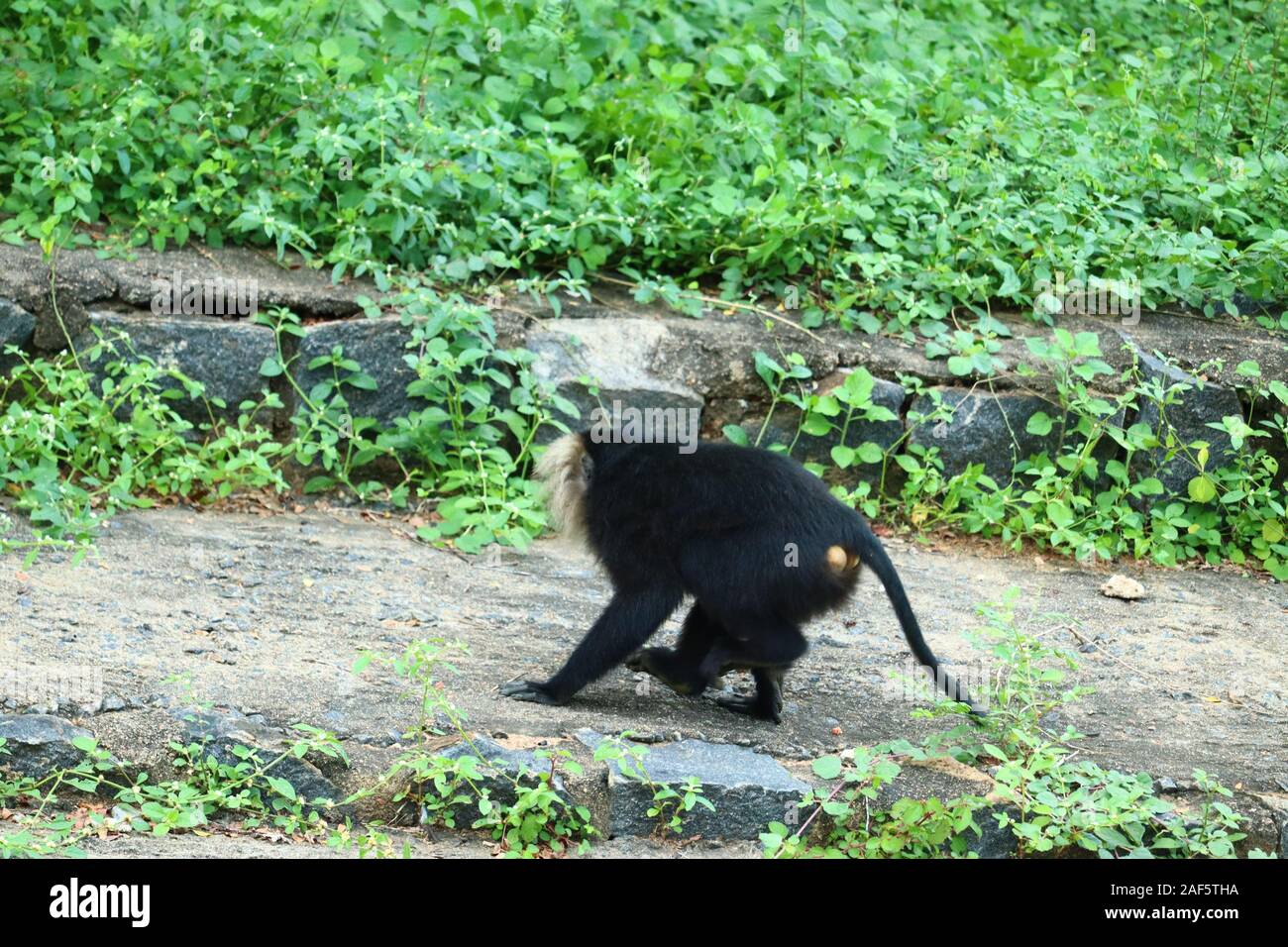 lion-tailed macaque walking.Portrait of lion tailed macaque, full body ...