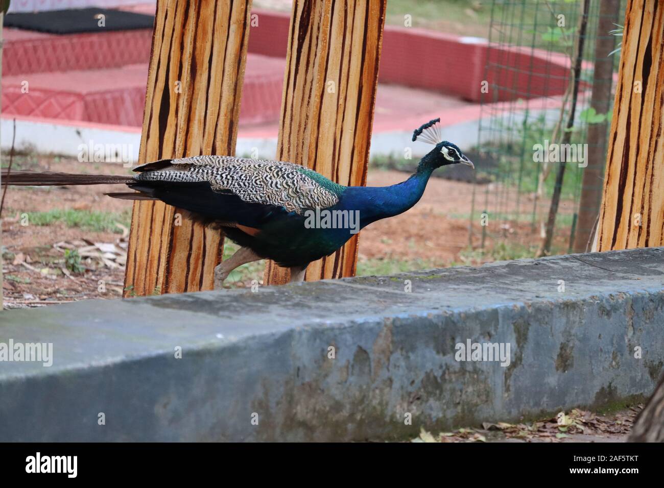 peacock running in the garden.Portrait of a peacock Stock Photo - Alamy