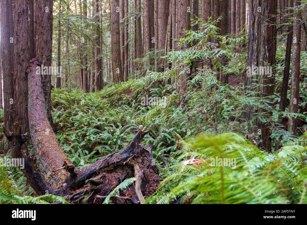 Redwood forest trees ferns and fallen Stock Photo - Alamy