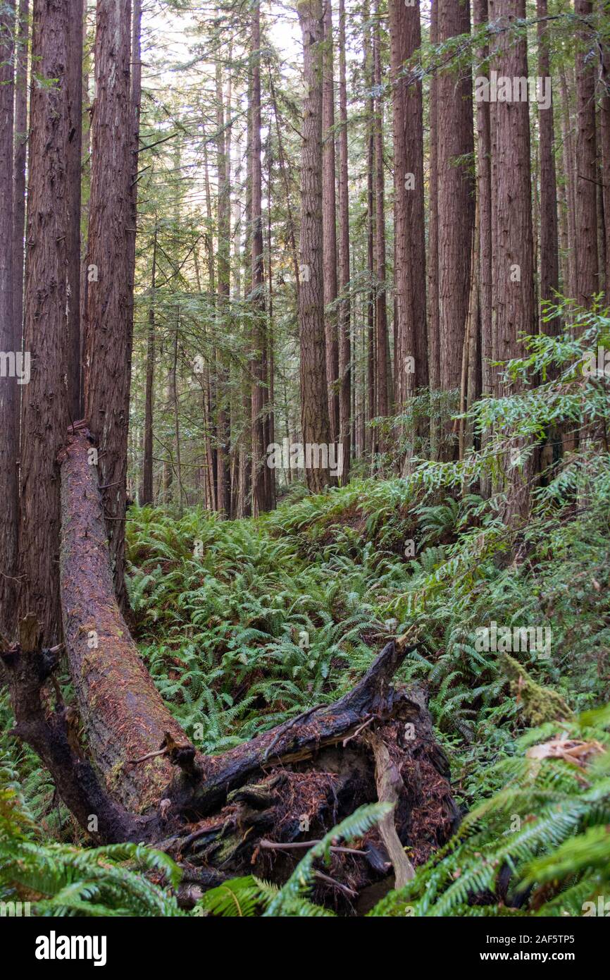Redwood forest trees ferns and fallen Stock Photo - Alamy