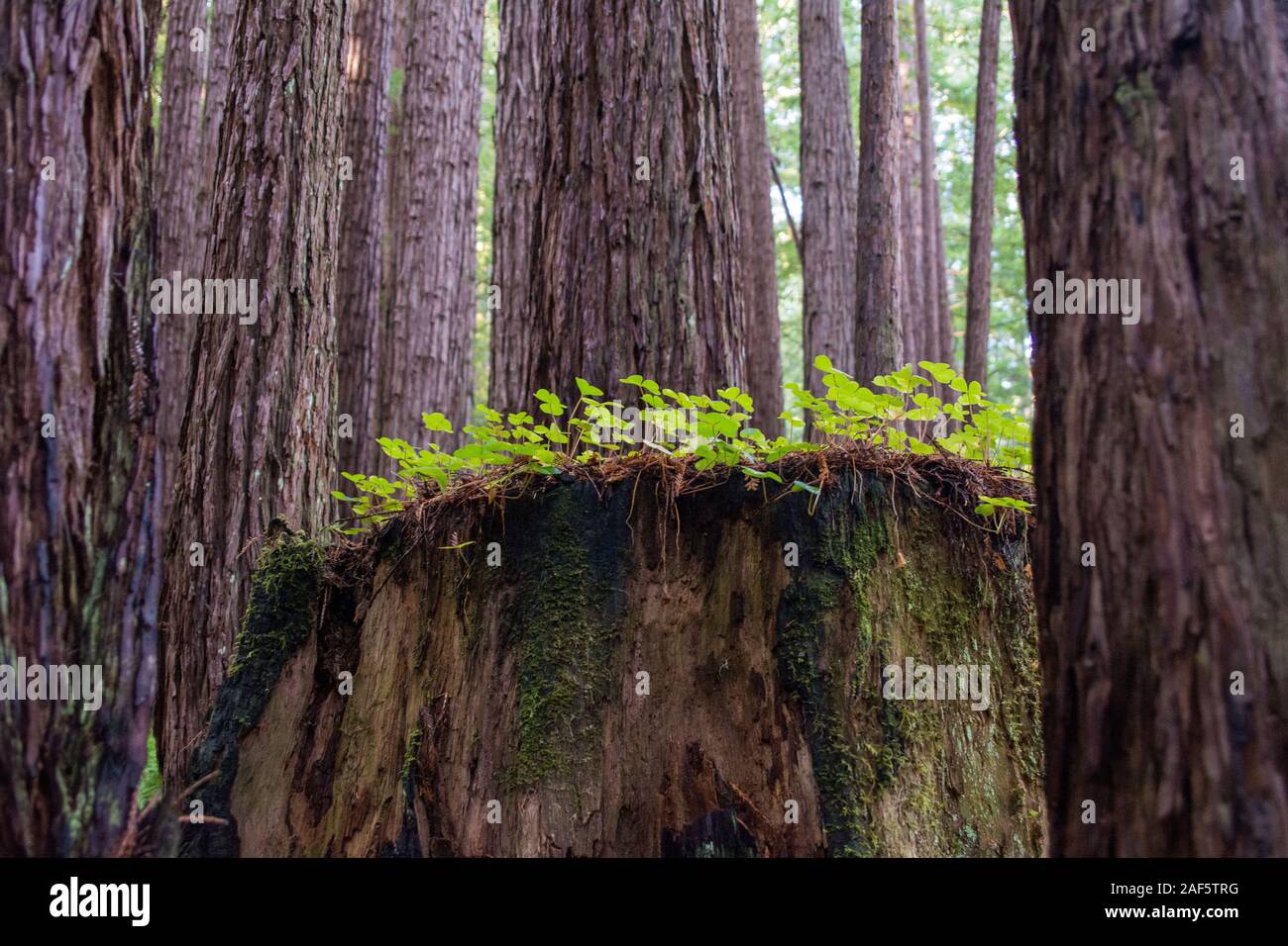 Redwood sorrel hi-res stock photography and images - Alamy