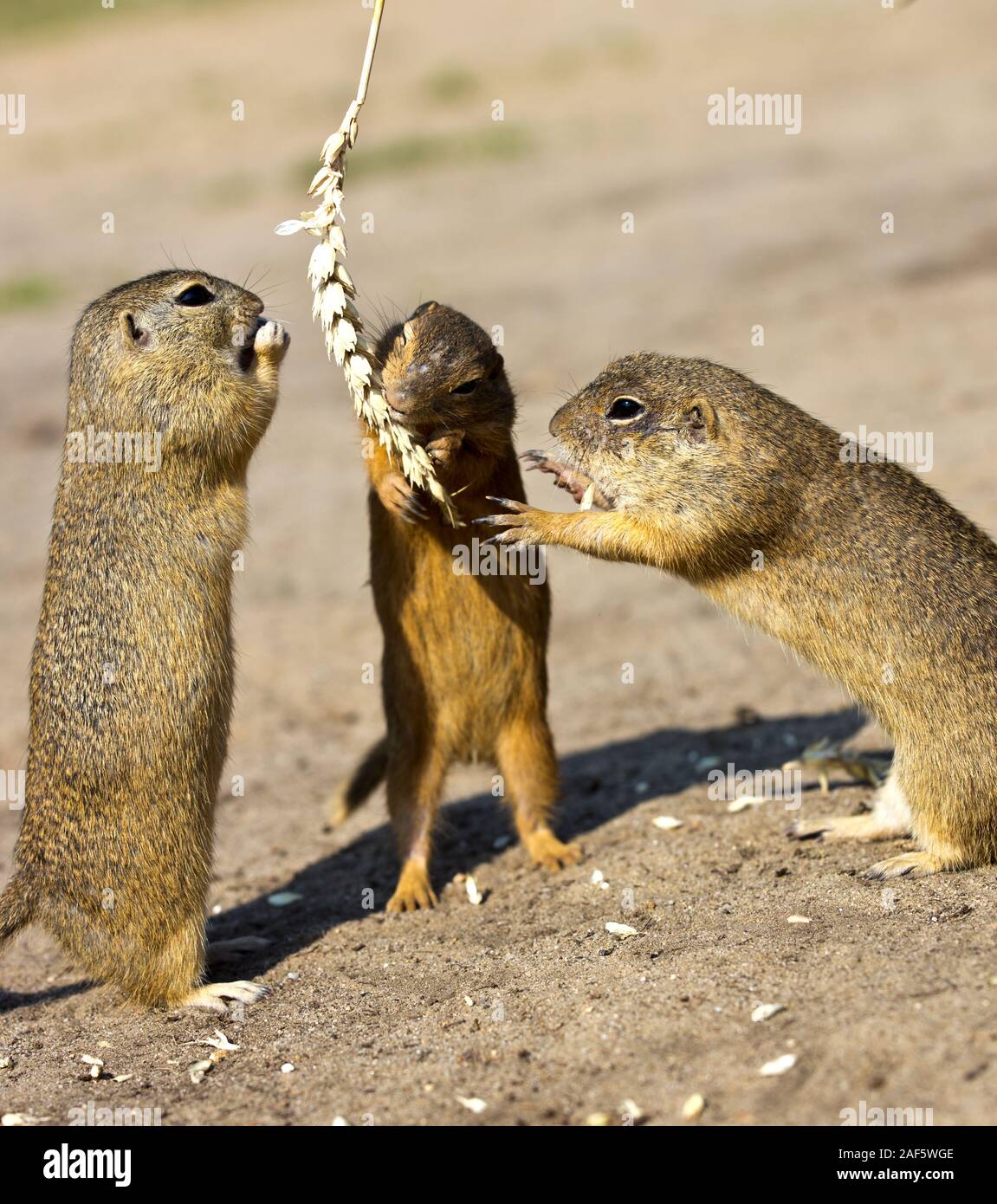 Sysel obecny hi-res stock photography and images - Alamy