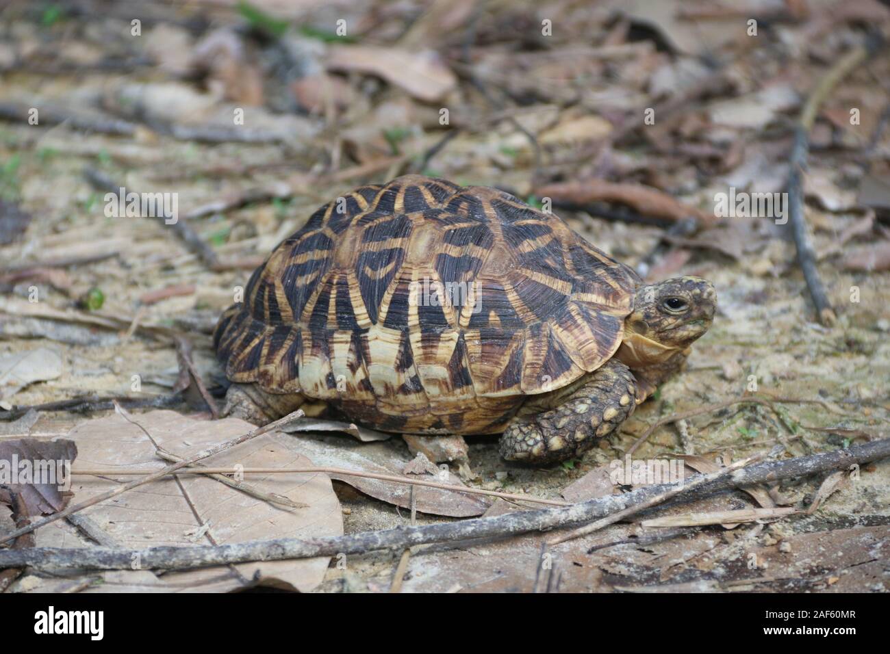 Indian star tortoise (Geochelone elegans) roaming around Stock Photo ...