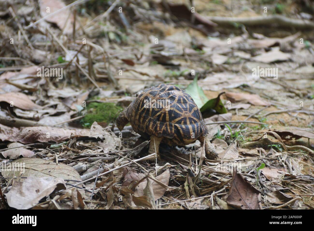 Indian star tortoise (Geochelone elegans) roaming around Stock Photo ...