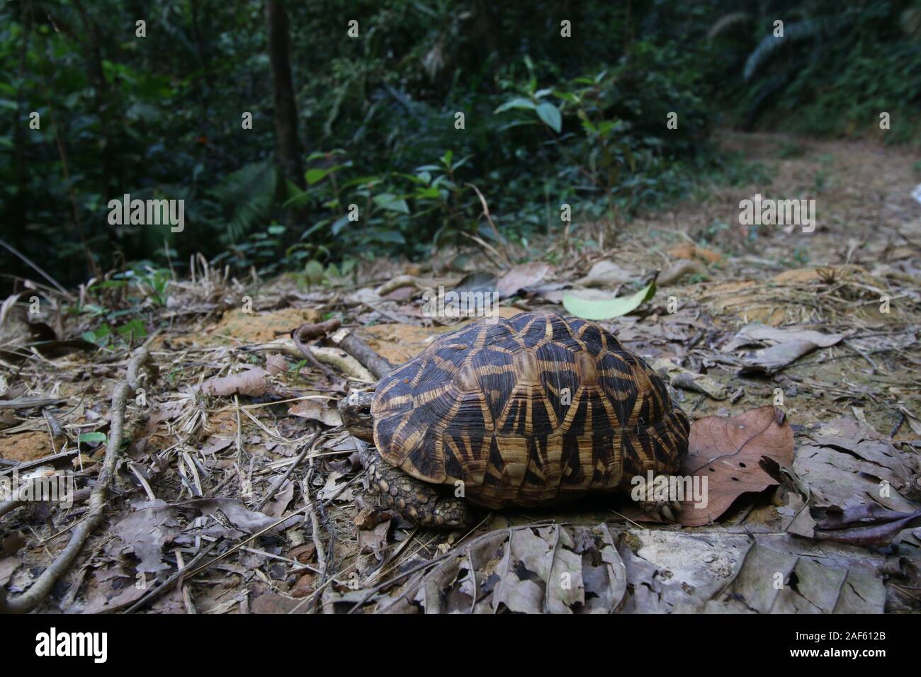 Indian star tortoise (Geochelone elegans) roaming around Stock Photo ...