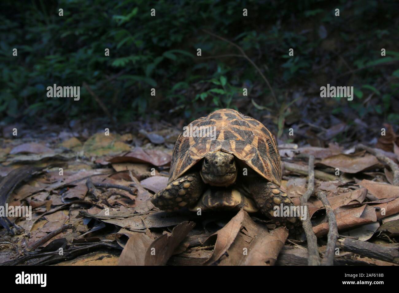 Indian star tortoise (Geochelone elegans) roaming around Stock Photo ...
