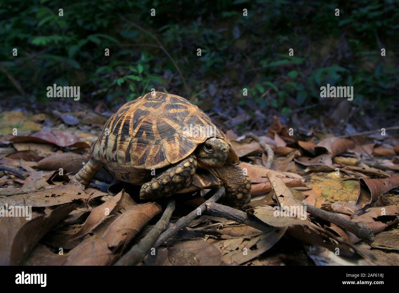 Indian star tortoise (Geochelone elegans) roaming around Stock Photo ...