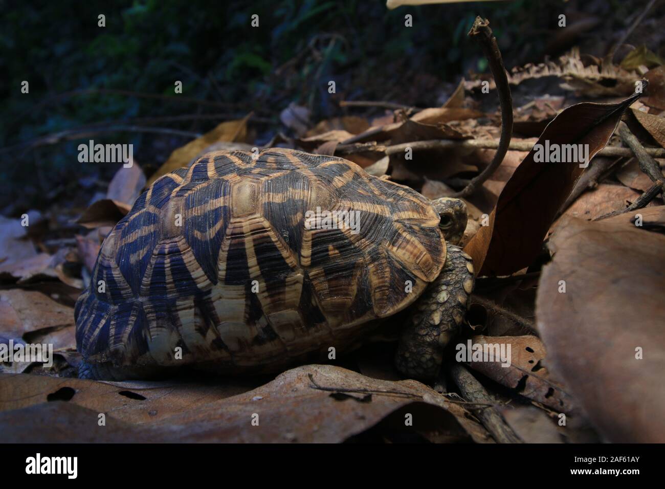 Indian star tortoise (Geochelone elegans) roaming around Stock Photo ...