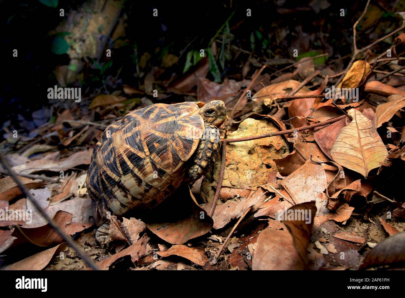 Indian star tortoise (Geochelone elegans) roaming around Stock Photo ...