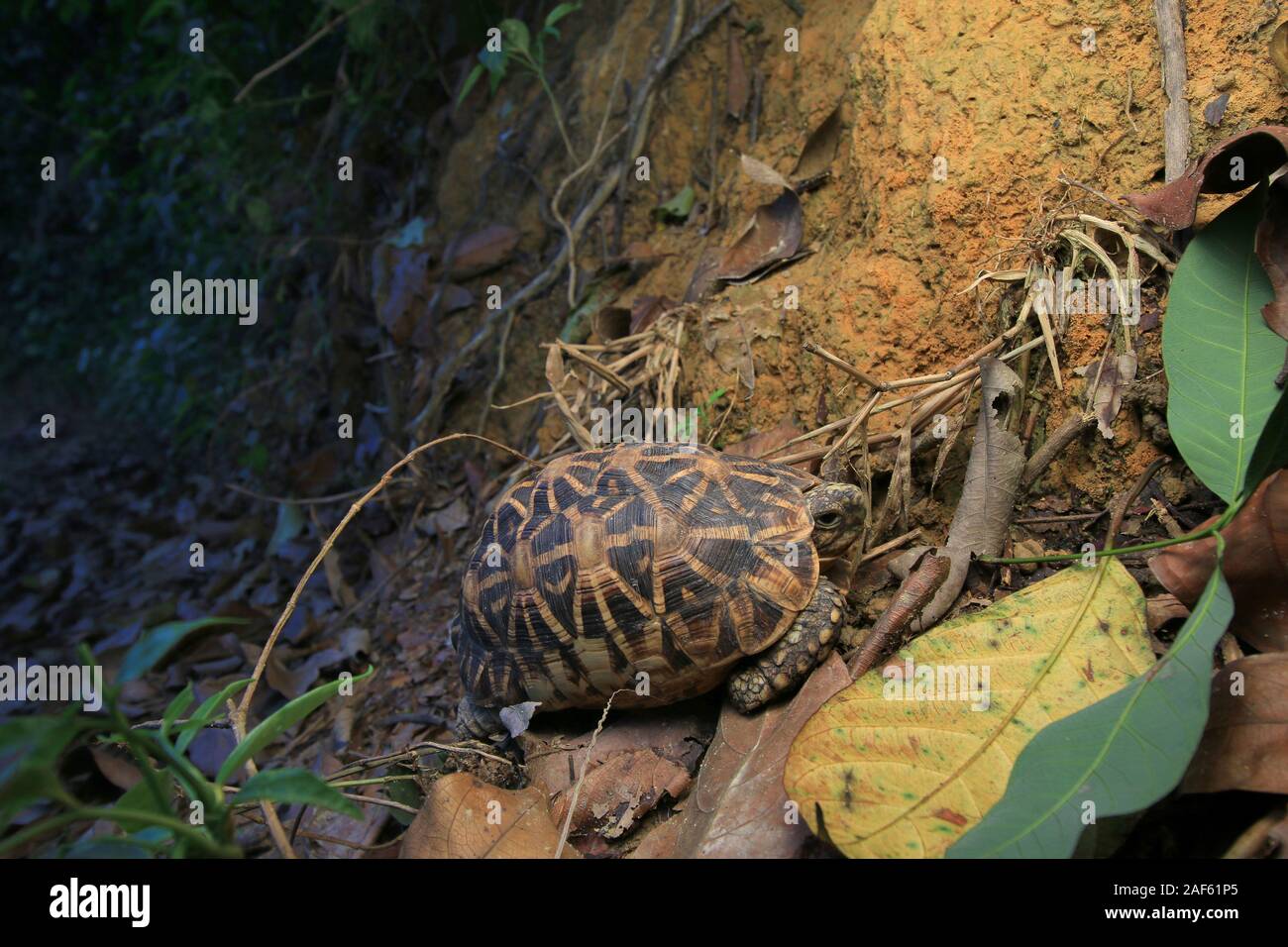 Indian star tortoise (Geochelone elegans) roaming around Stock Photo ...
