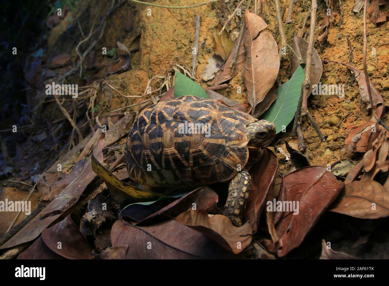 Indian star tortoise (Geochelone elegans) roaming around Stock Photo ...