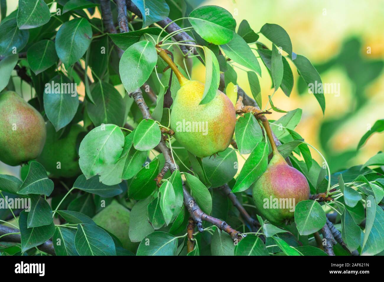 natural pears weigh on a pear tree, twigs and leaves. Healthy Organic ...