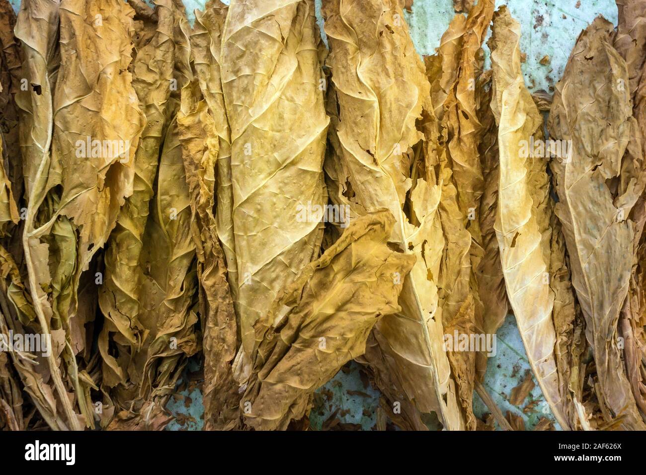 tobacco leaves waiting to be dried. Drying tobacco. Natural smoking ...