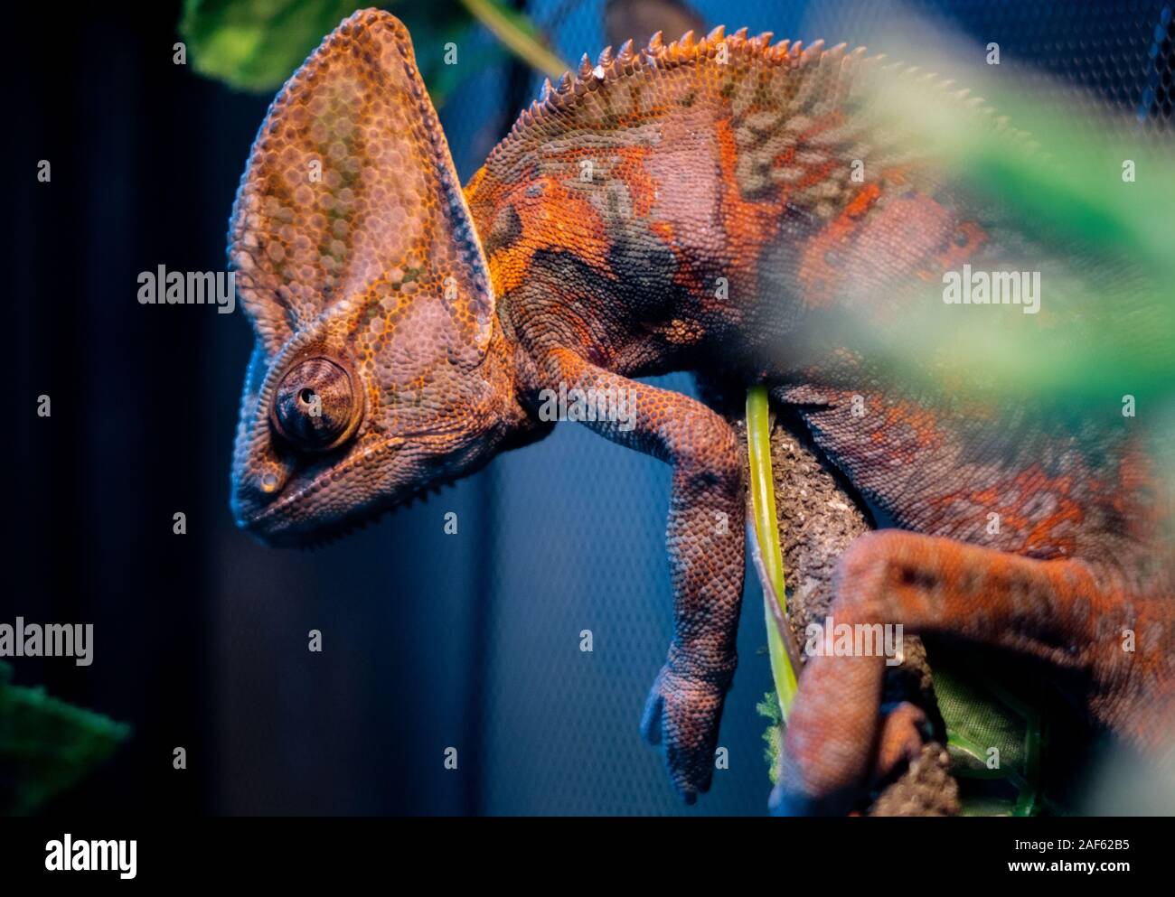 Chameleon red and orange in the close-up of terrarium reptile lizard ...