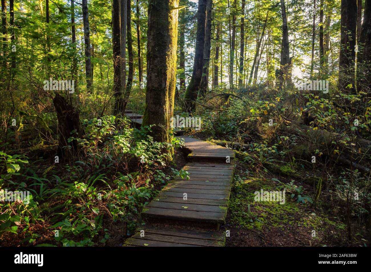 Beautiful Wooden Path in the Woods with colorful green trees leading to ...