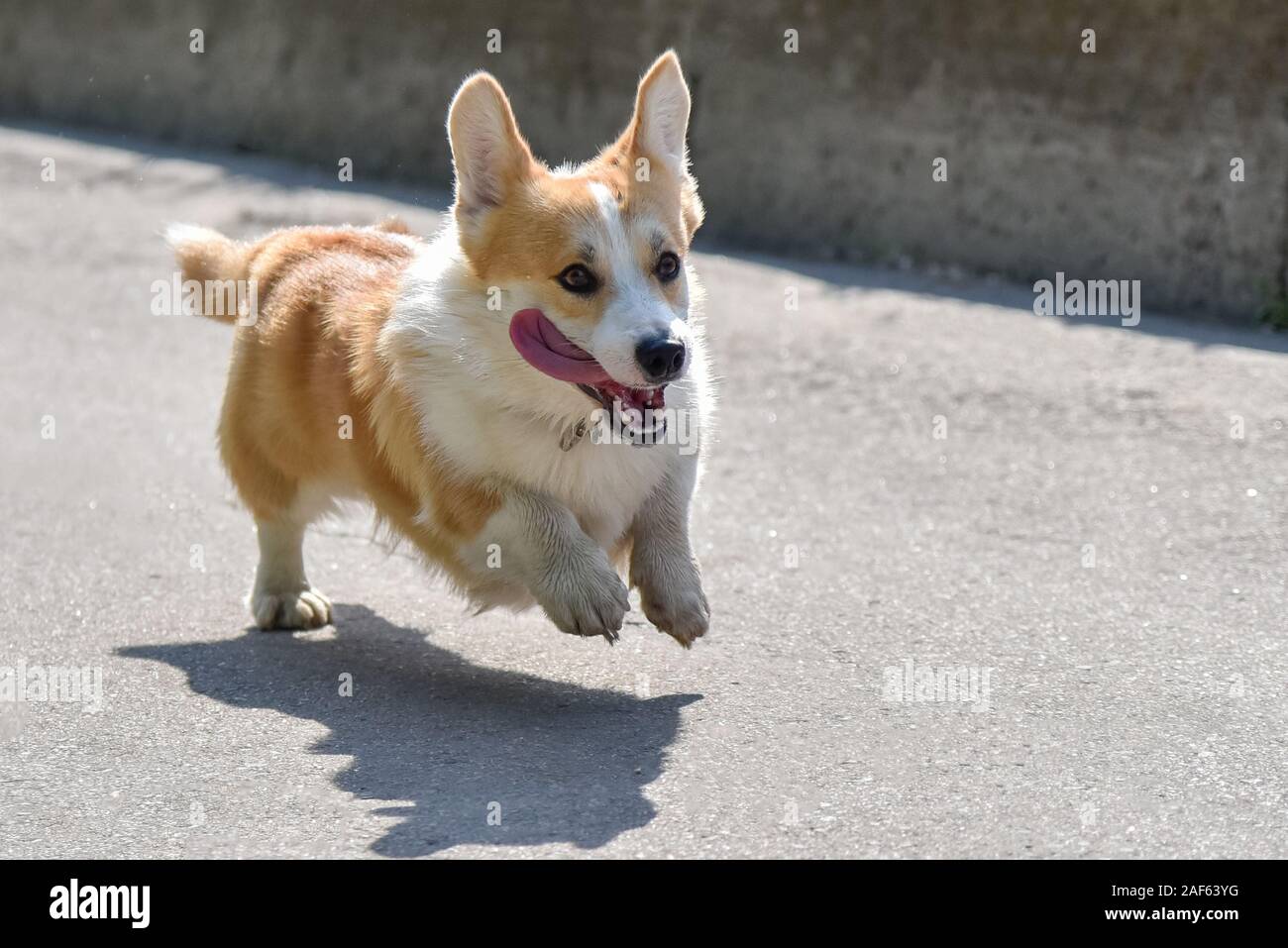 Fast corgi hi-res stock photography and images - Alamy