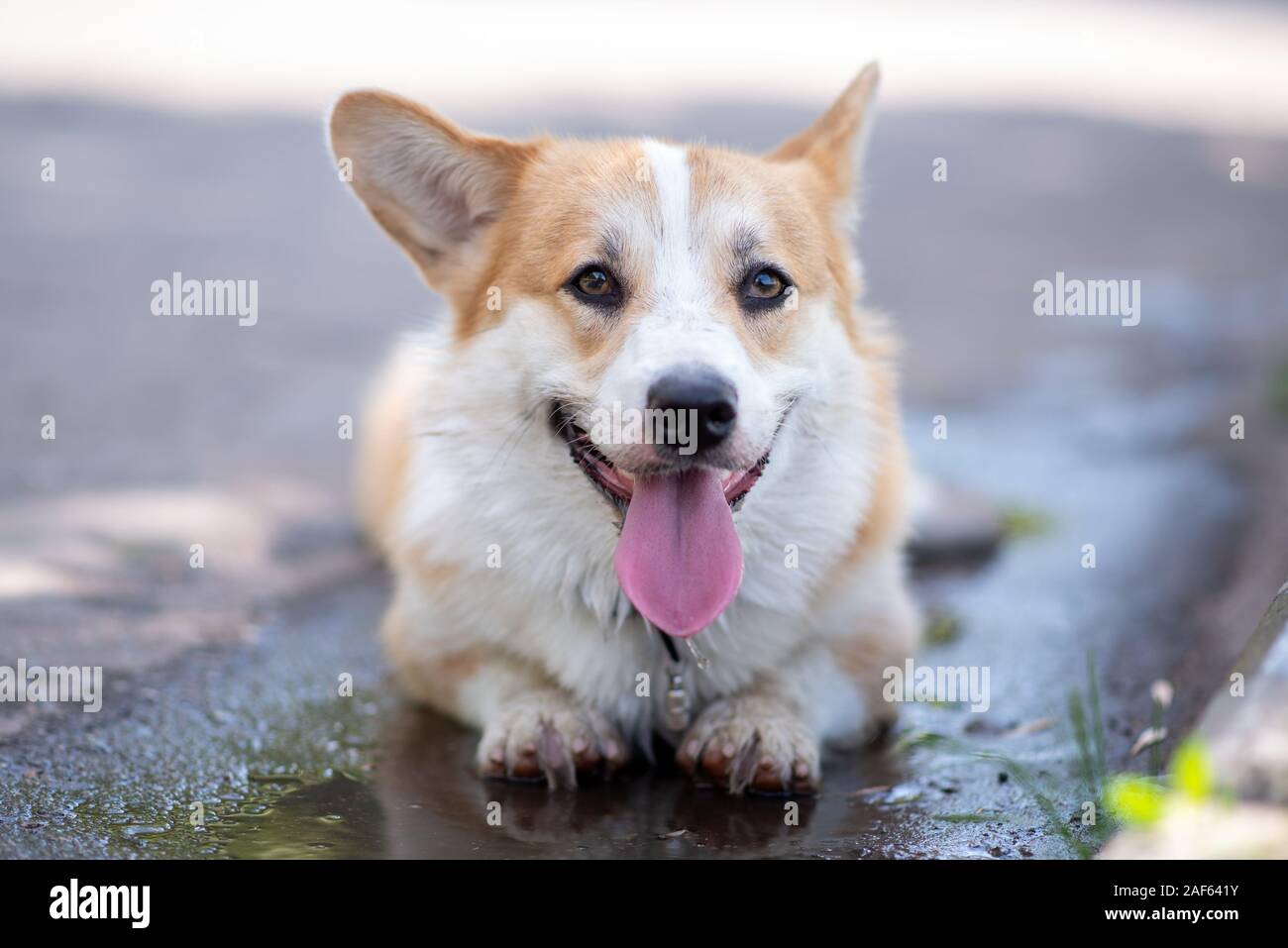 Corgi breed dog lies in a puddle Stock Photo - Alamy