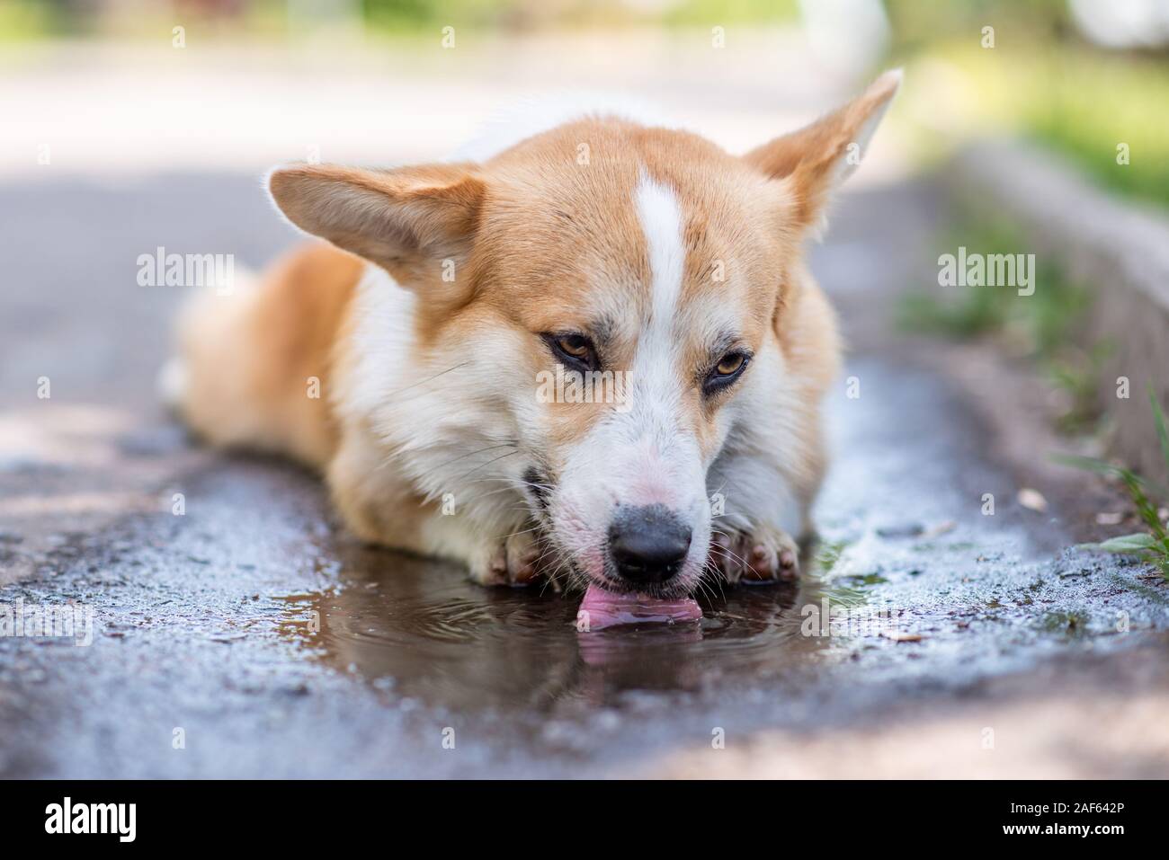 a dog of Corgi breeds drinking water from a puddle during thirst Stock ...