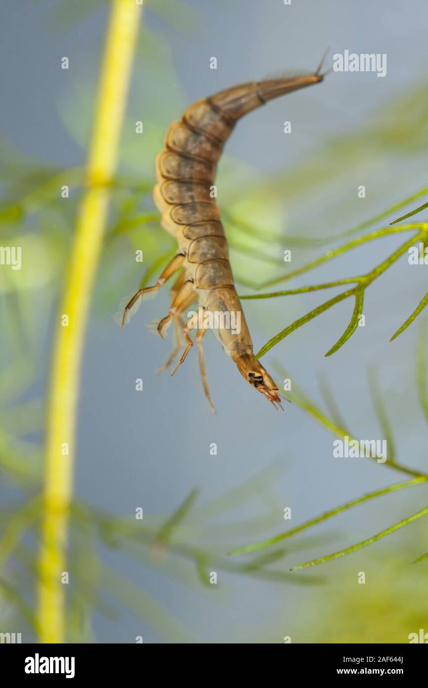 Diving beetle larva (Graphoderus zonatus Stock Photo - Alamy