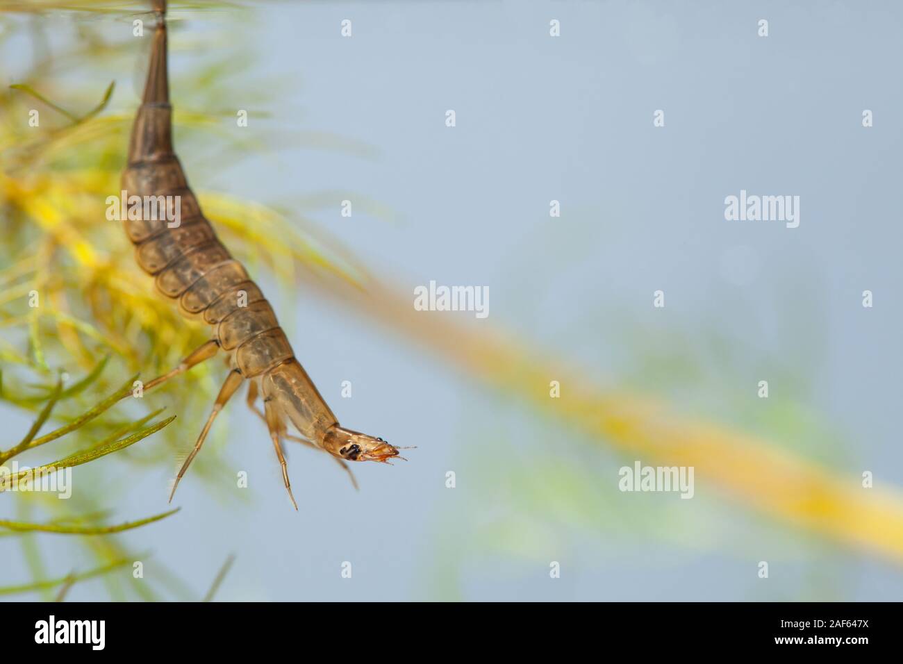 Crawling Water Beetle Larvae