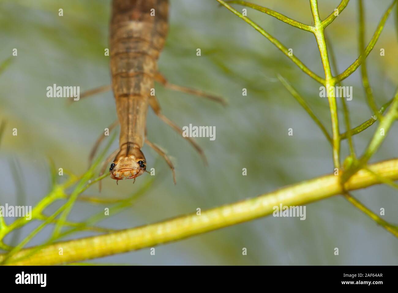 Diving beetle larva (Graphoderus zonatus Stock Photo - Alamy