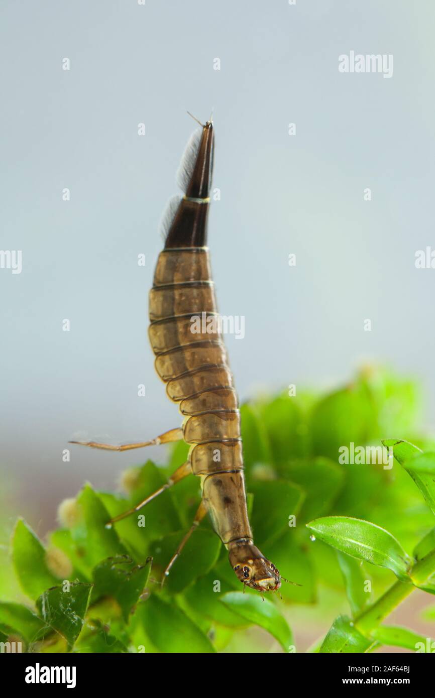 Diving beetle larva (Graphoderus cinereus Stock Photo - Alamy