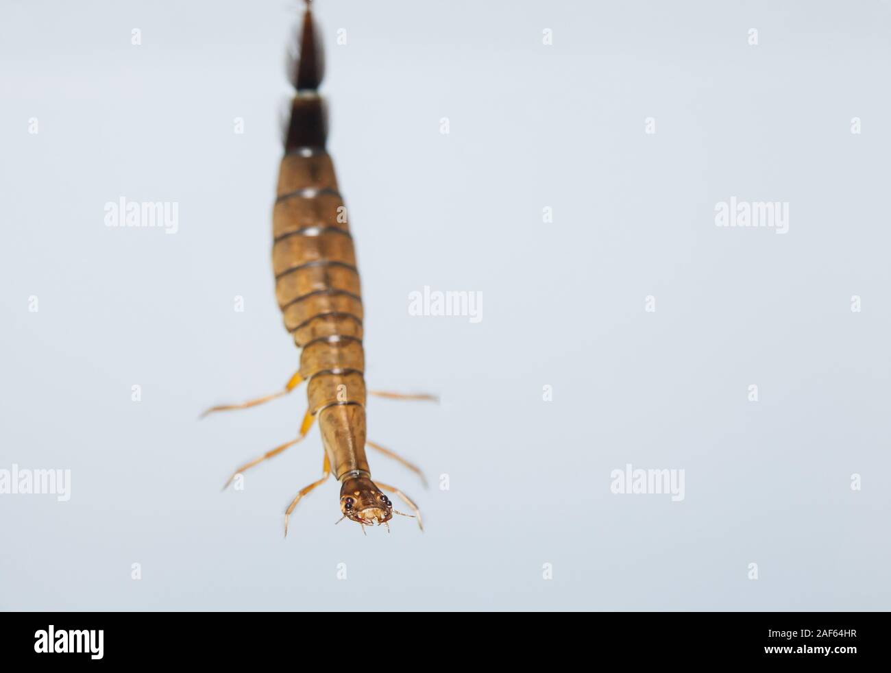 Diving beetle larva (Graphoderus cinereus Stock Photo - Alamy