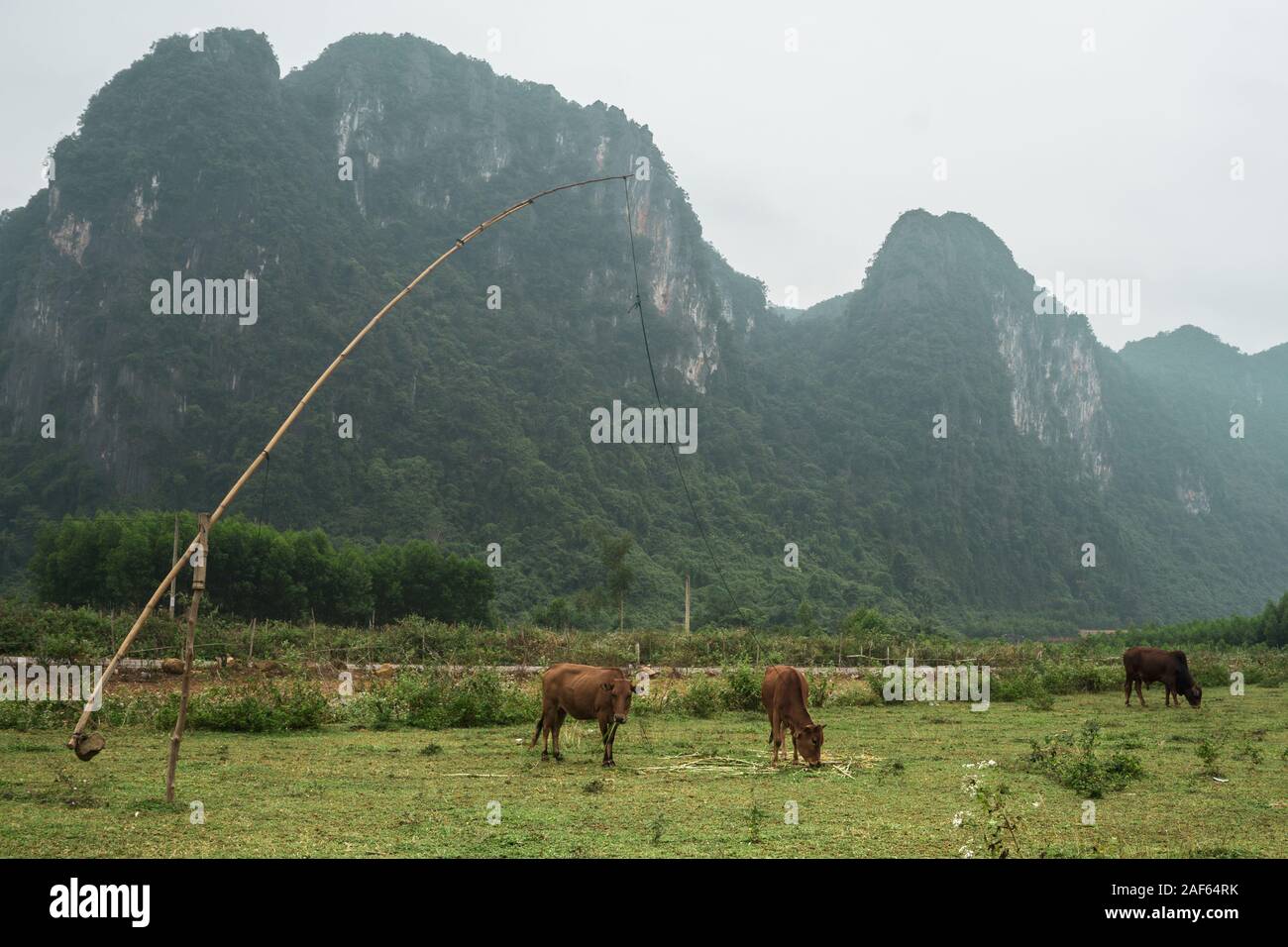 Vietnamese milk cows hi-res stock photography and images - Alamy