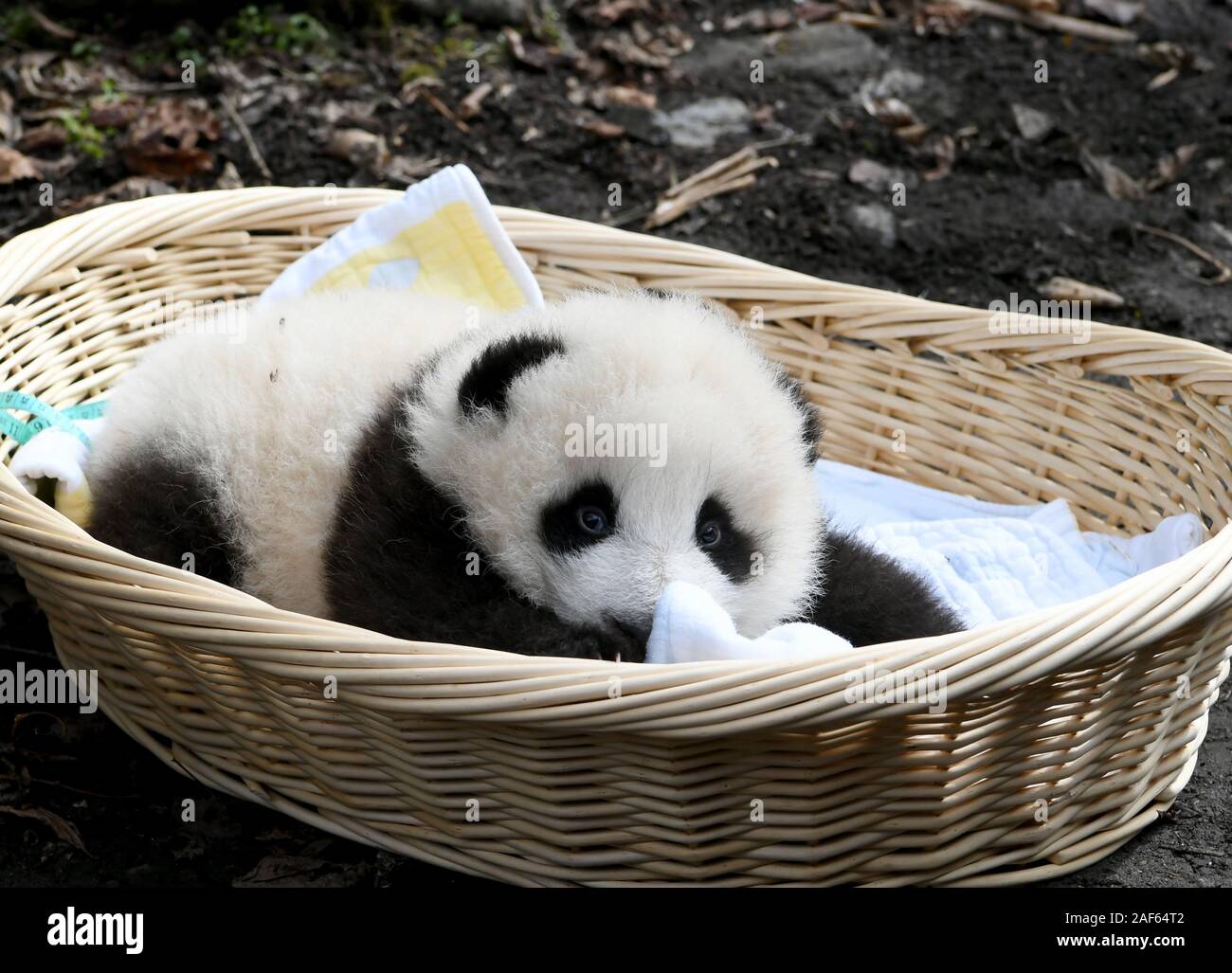 Panda china wolong panda center hi-res stock photography and images - Alamy