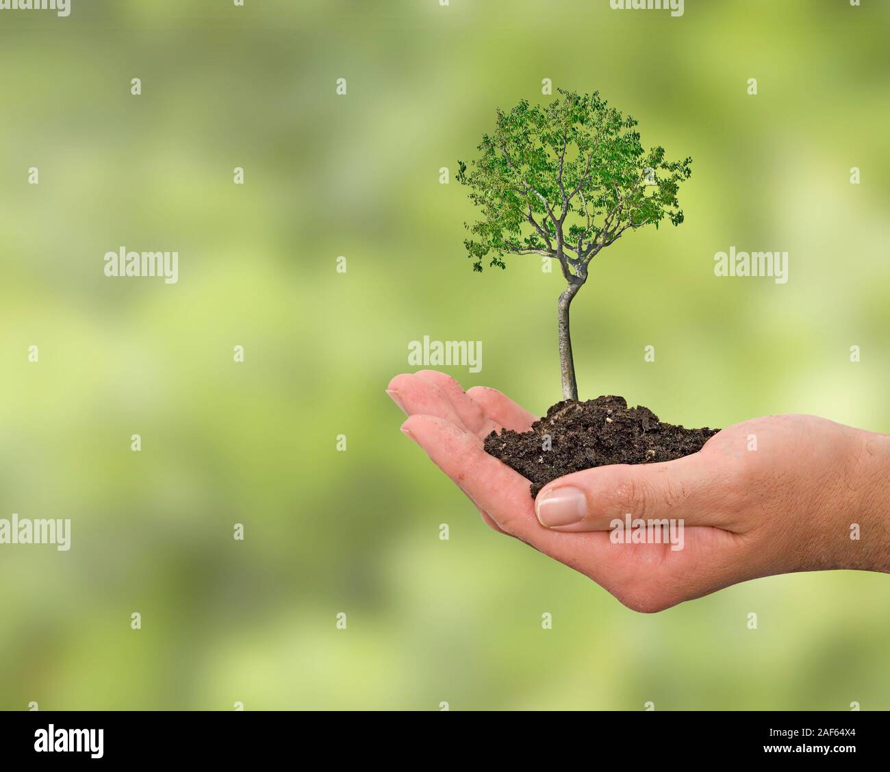 Tree in hand Stock Photo - Alamy