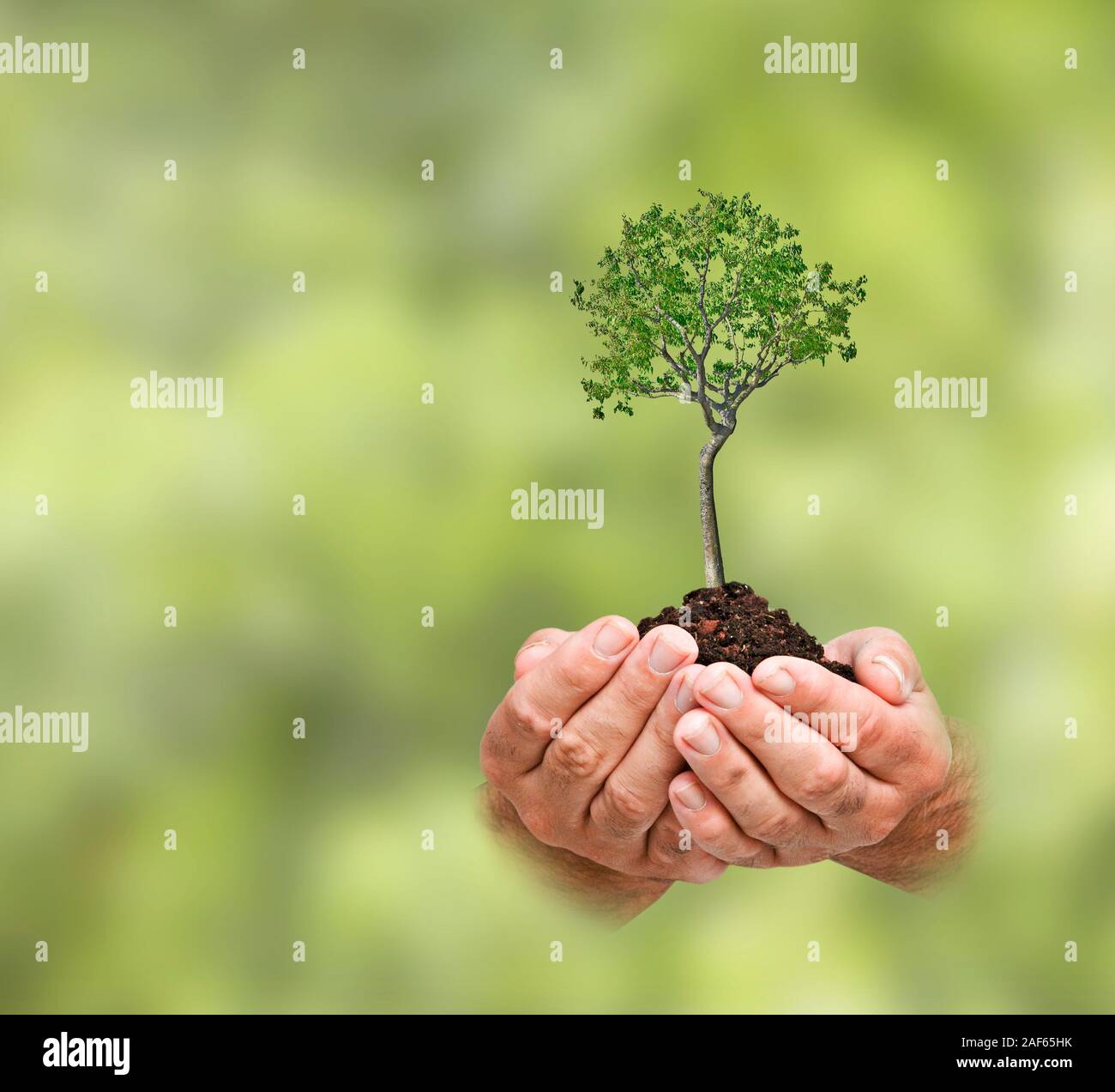 Tree in hands Stock Photo - Alamy