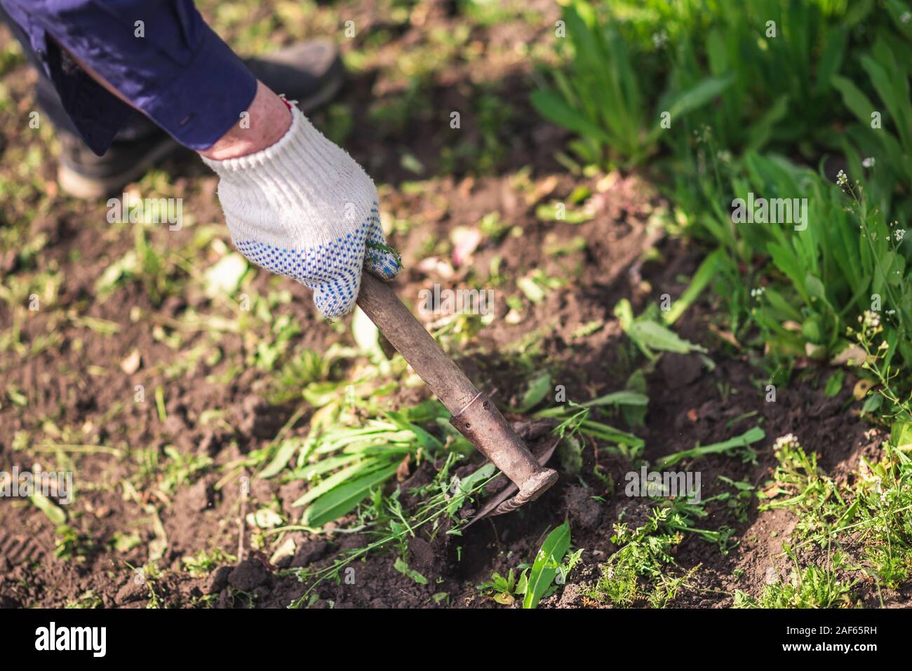 an old man works on the ground and removes a weed from his garden Stock ...