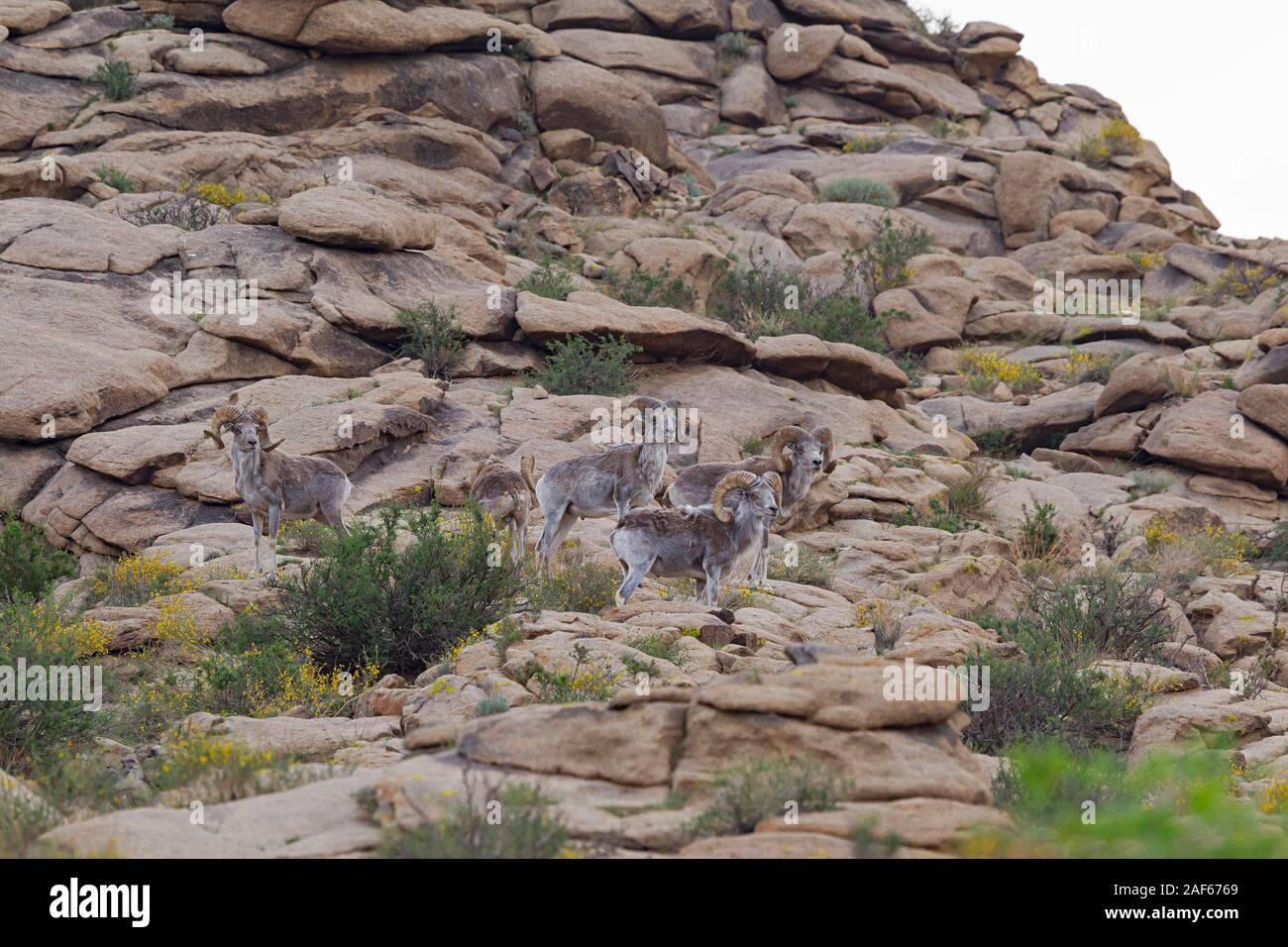 Argali Sheep High Resolution Stock Photography and Images - Alamy