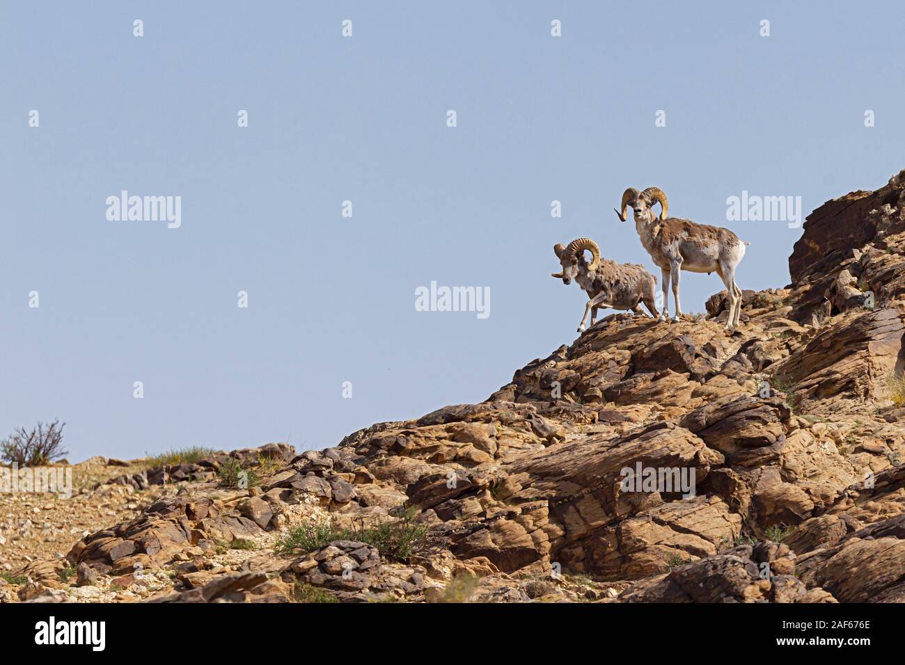 Argali Sheep High Resolution Stock Photography and Images - Alamy