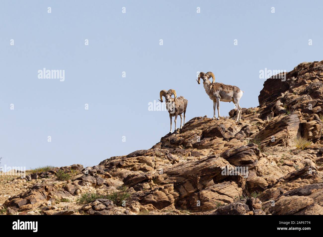 Argali sheep hi-res stock photography and images - Alamy