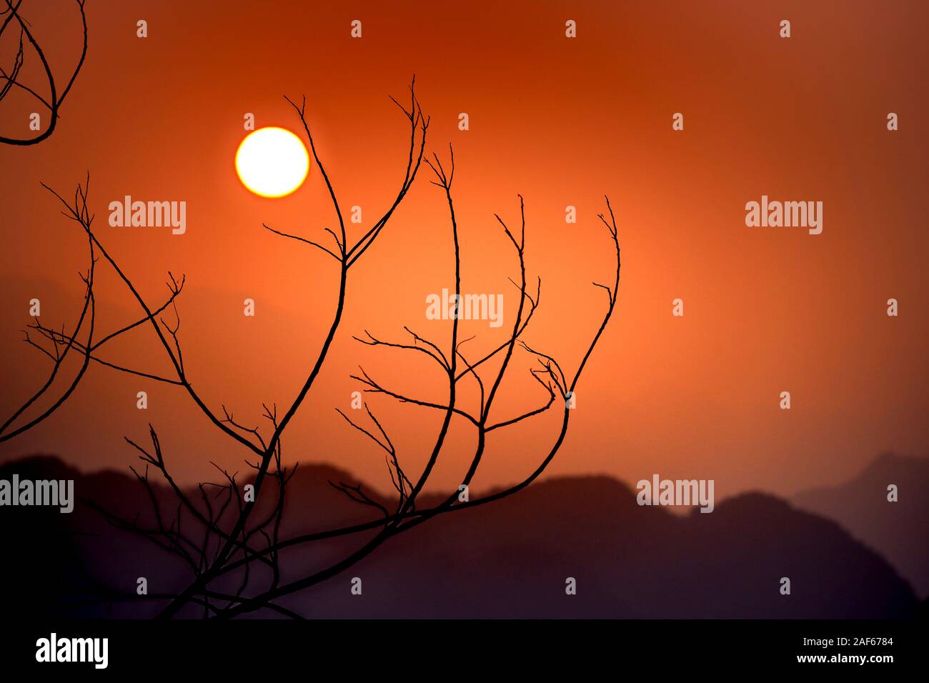Close-up image of the sun behind a tree at sunset. Beautiful sunsets ...