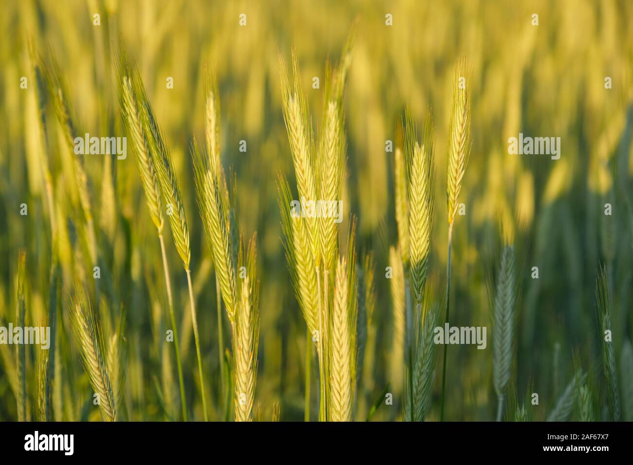 Texture agricultural field hi-res stock photography and images - Alamy