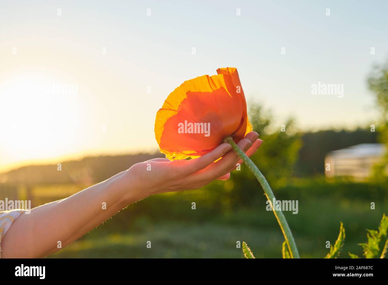 One red poppy flower in woman hand, background green nature Stock Photo ...