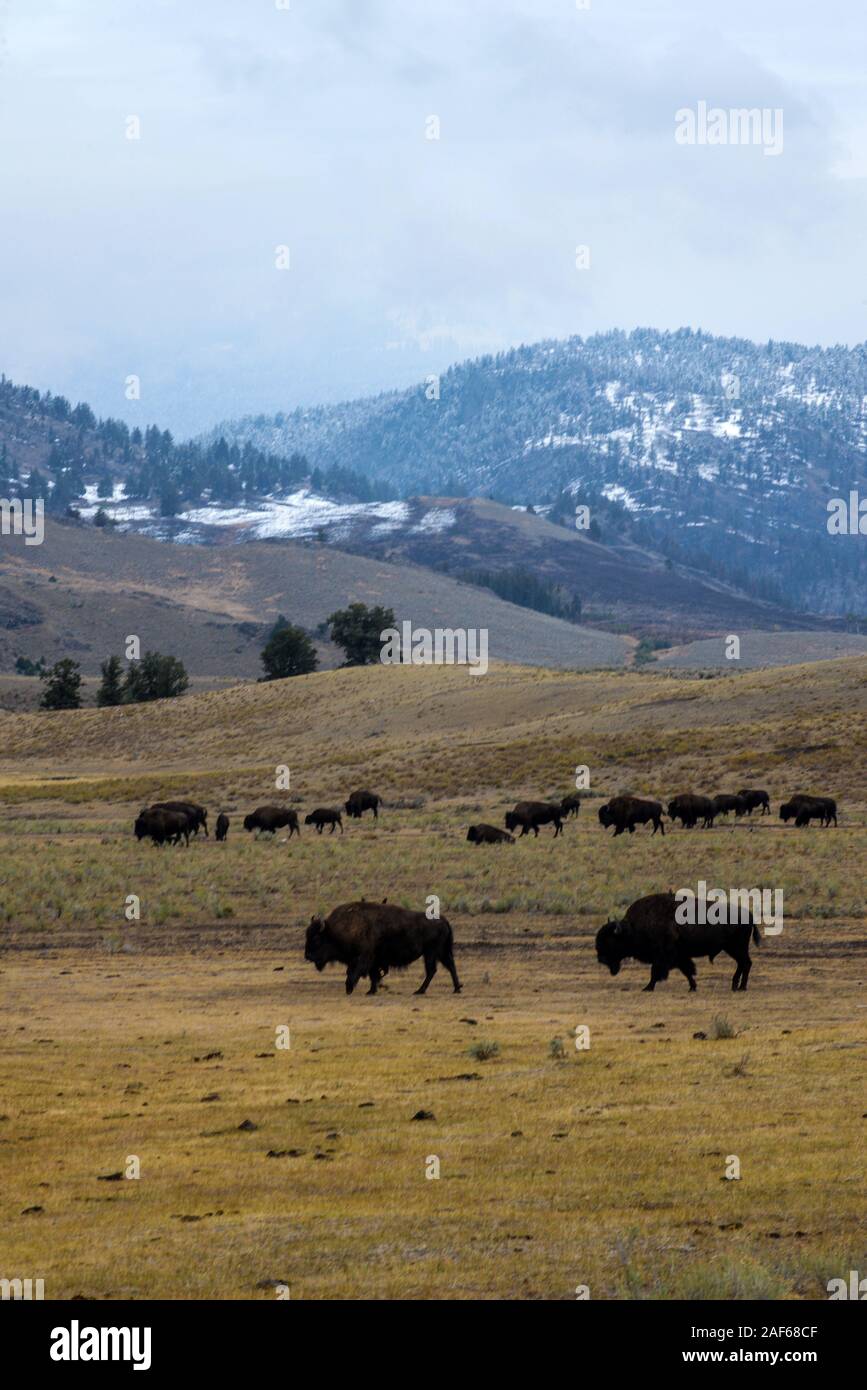 Portrait bison in yellowstone hi-res stock photography and images - Alamy