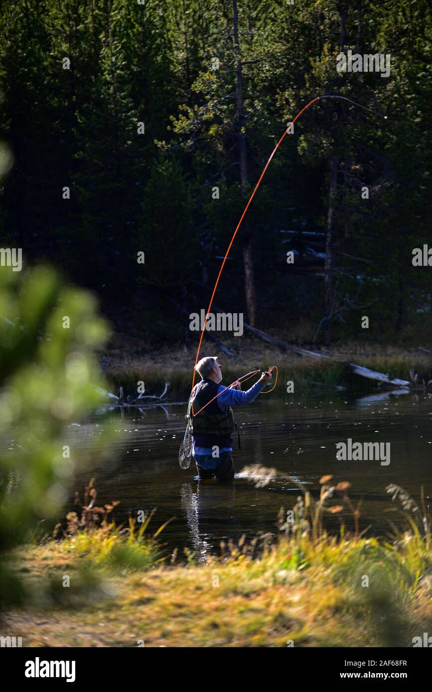 Fly fishing in Yellowstone National Park, United States Stock Photo - Alamy