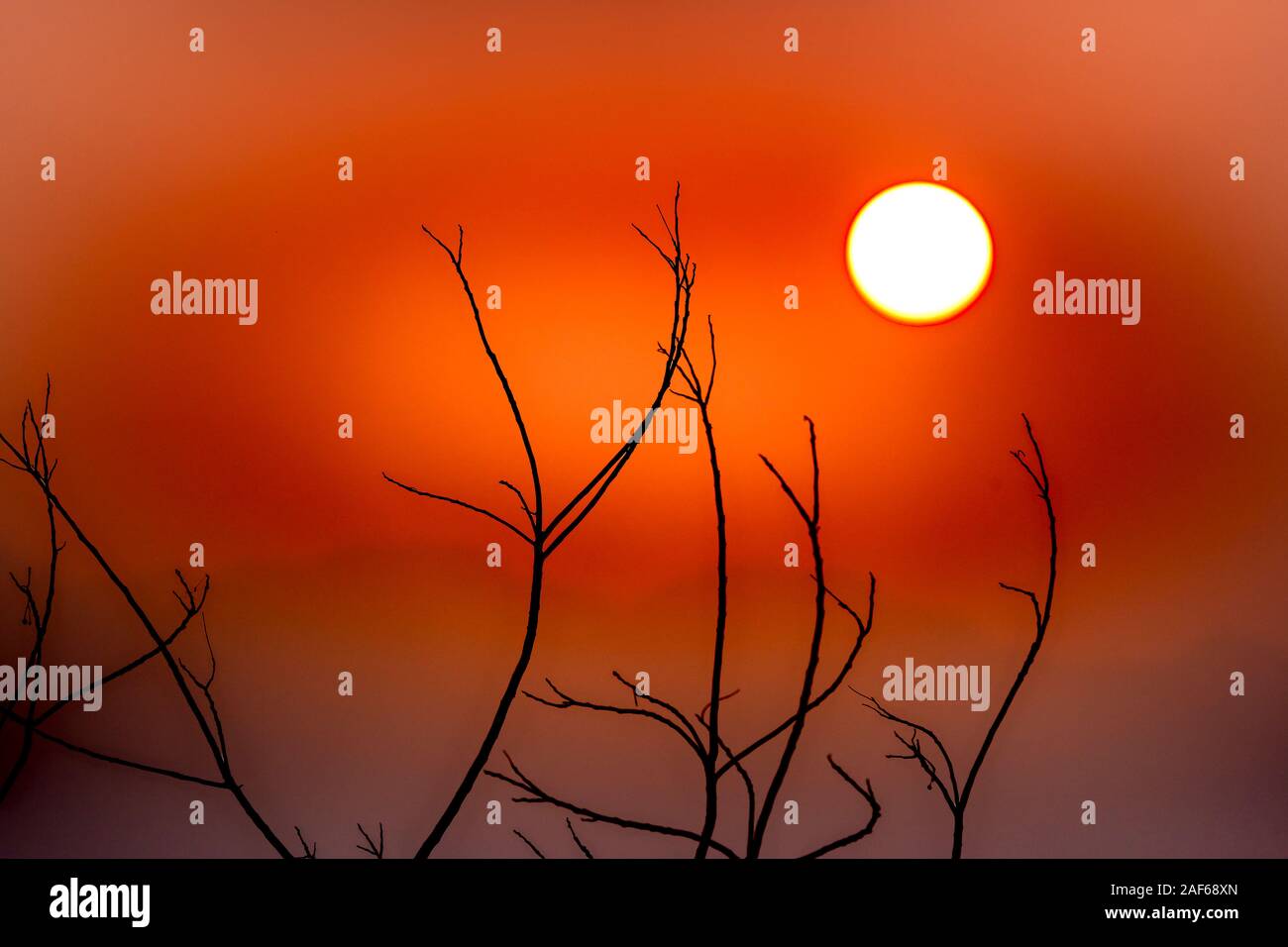 Close-up image of the sun behind a tree at sunset. Beautiful sunsets ...