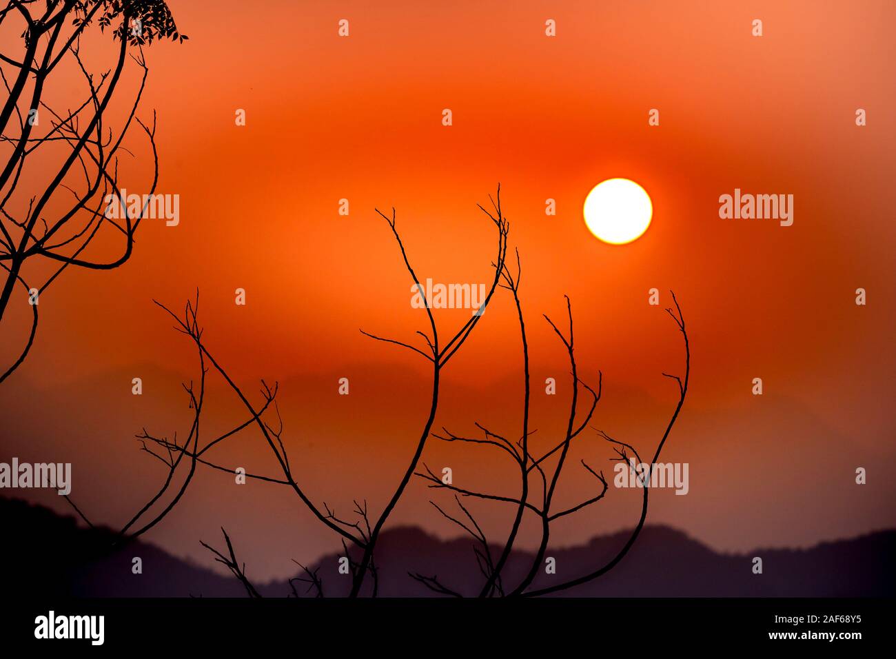 Close-up image of the sun behind a tree at sunset. Beautiful sunsets ...