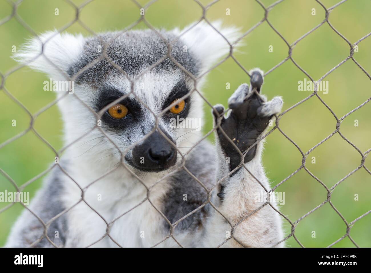 Animals lemur close up hi-res stock photography and images - Alamy