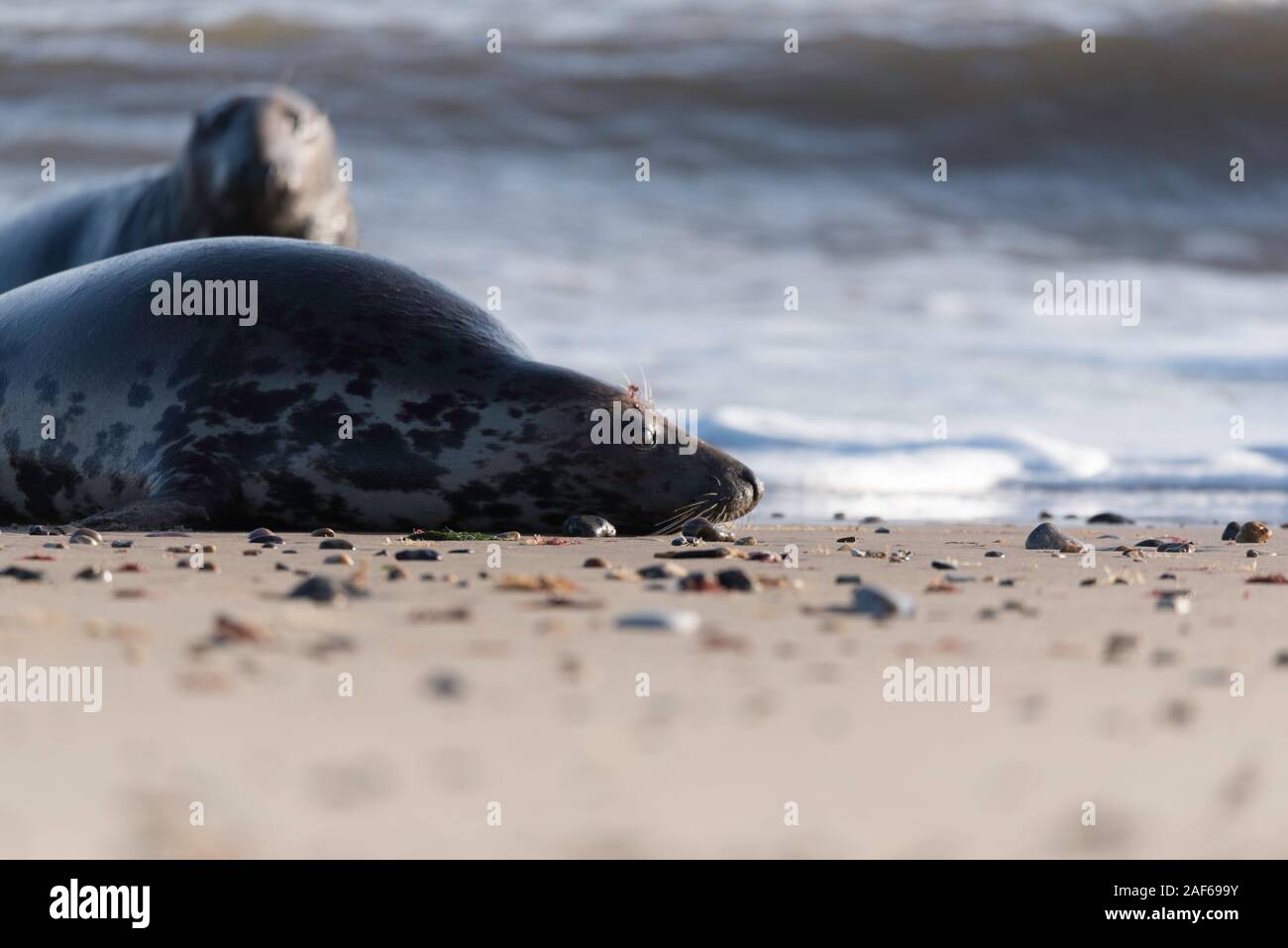 Grey Seals at Winterton on sea beach Stock Photo - Alamy