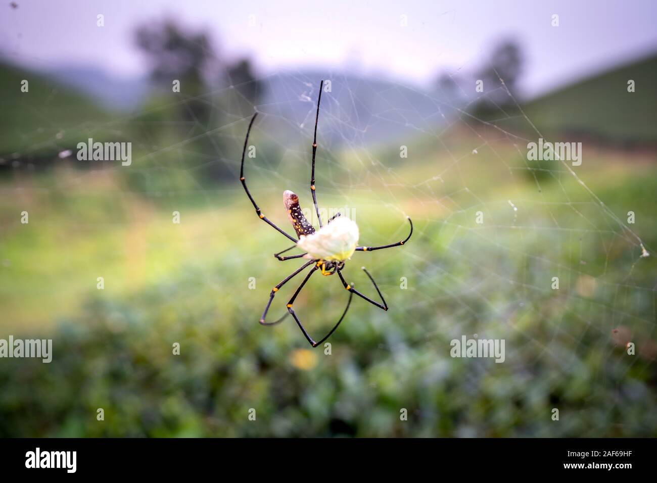 spider eating wrapped prey on its web Stock Photo - Alamy