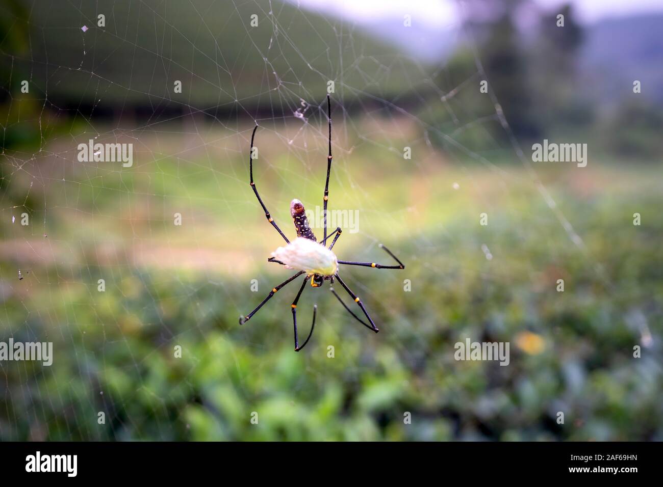 spider eating wrapped prey on its web Stock Photo - Alamy