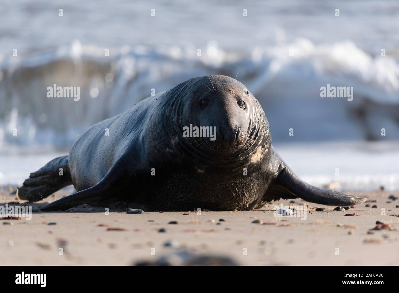 Grey Seals at Winterton on sea beach Stock Photo - Alamy