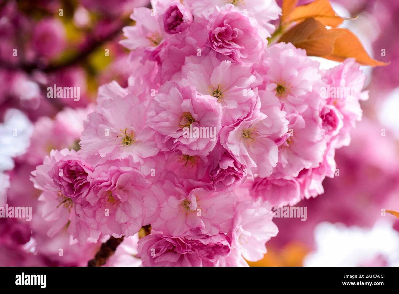 Sakura Spring