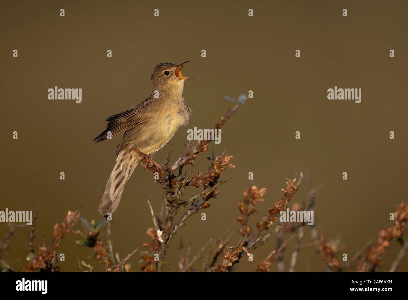 Common Grasshopper Warbler (Locustella naevia), calling, Texel ...