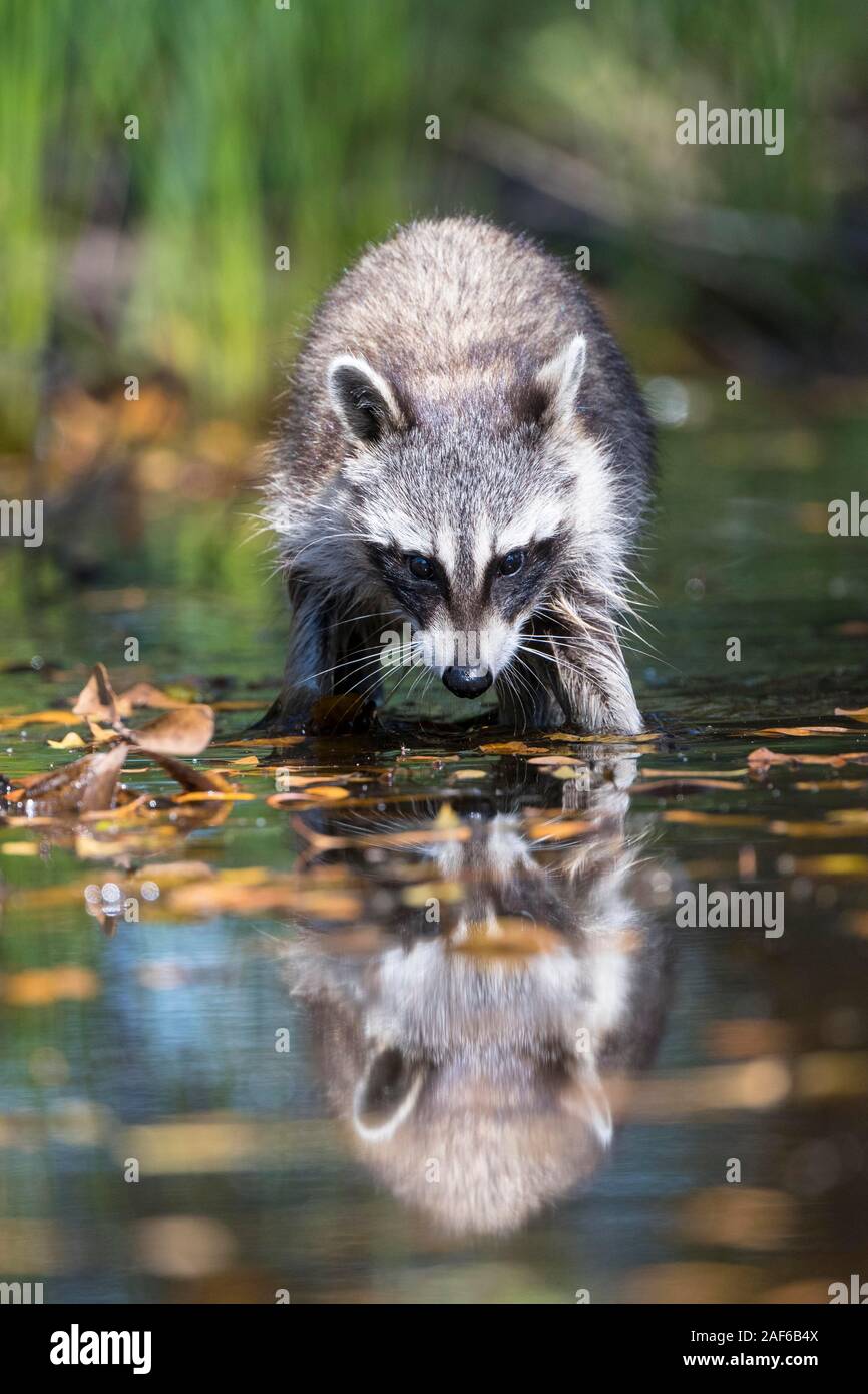 Raccoon (Procyon lotor) wads through water, Louisiana, USA Stock Photo ...